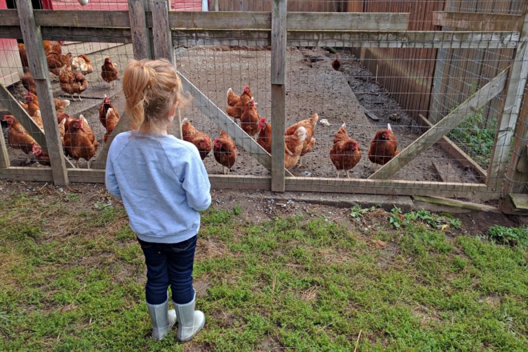 Places to See in the Fraser Valley: Willow View Farms