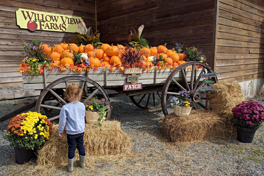 Places to See in the Fraser Valley: Willow View Farms